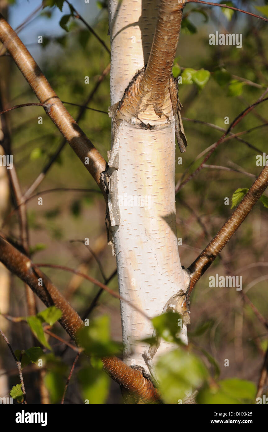 Silver birc hi-res stock photography and images - Alamy