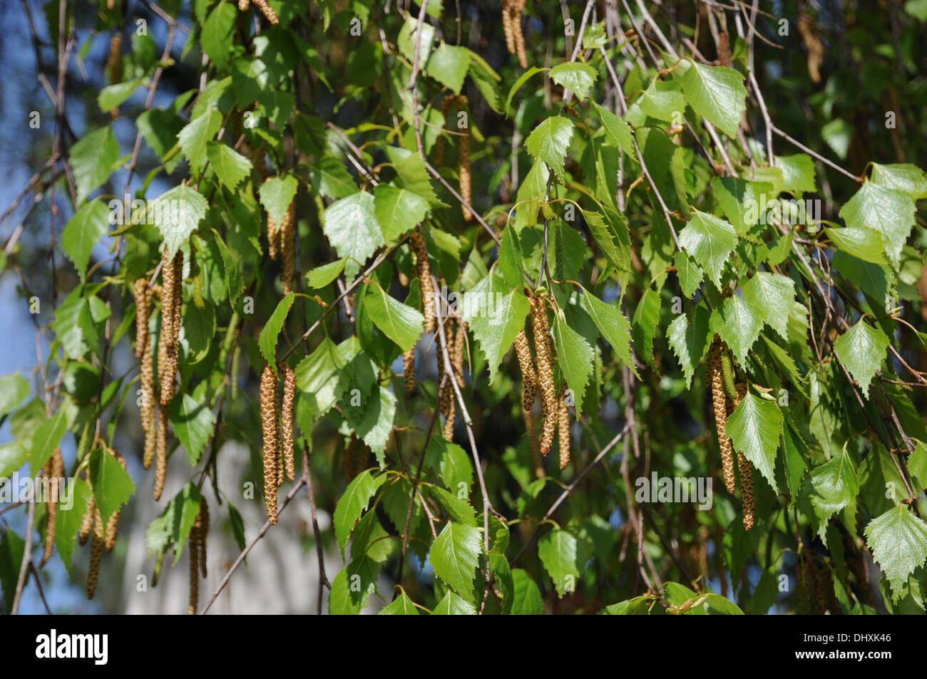 Birkenlaub hi-res stock photography and images - Alamy