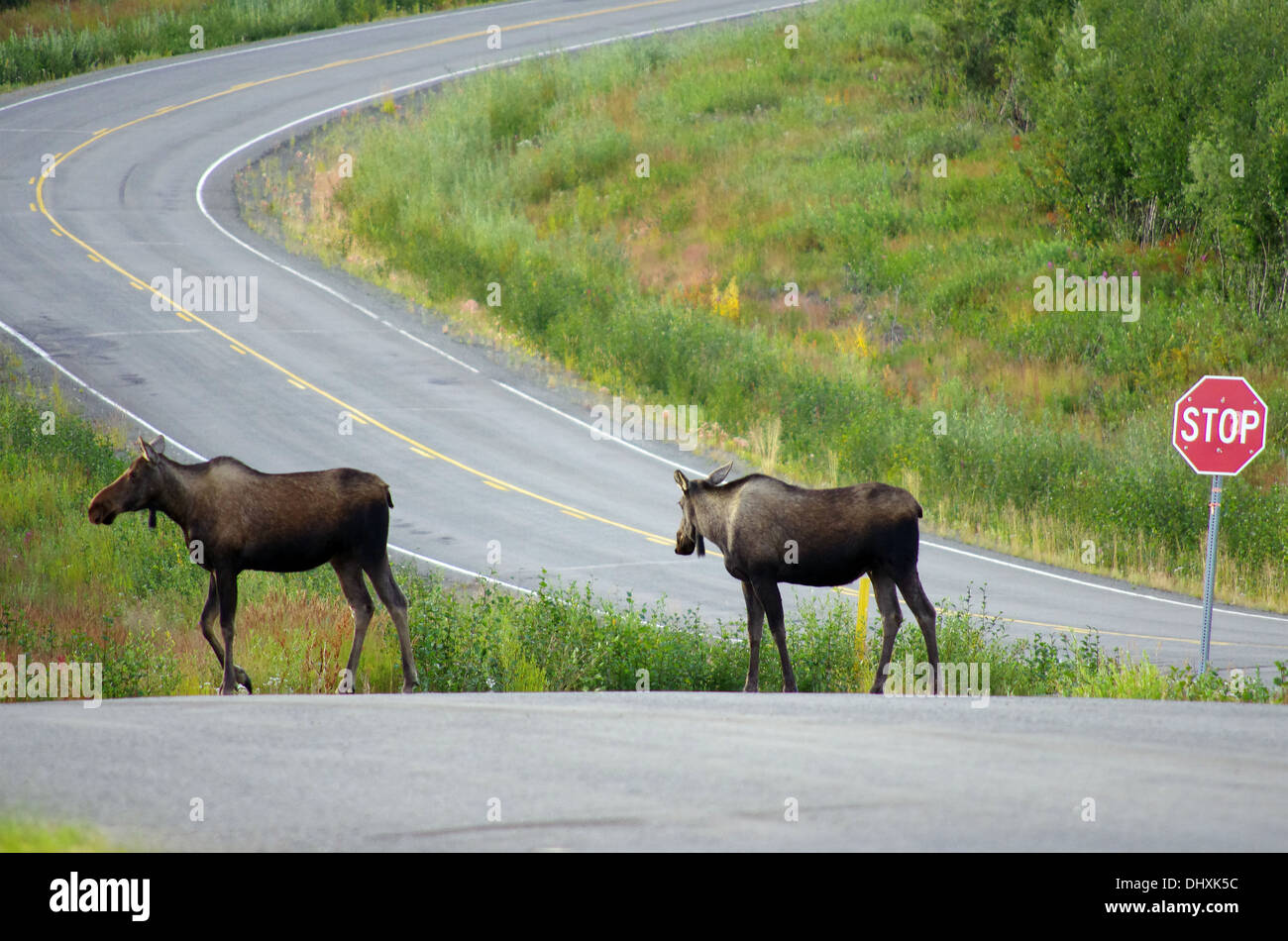 Mammals on road hi-res stock photography and images - Alamy