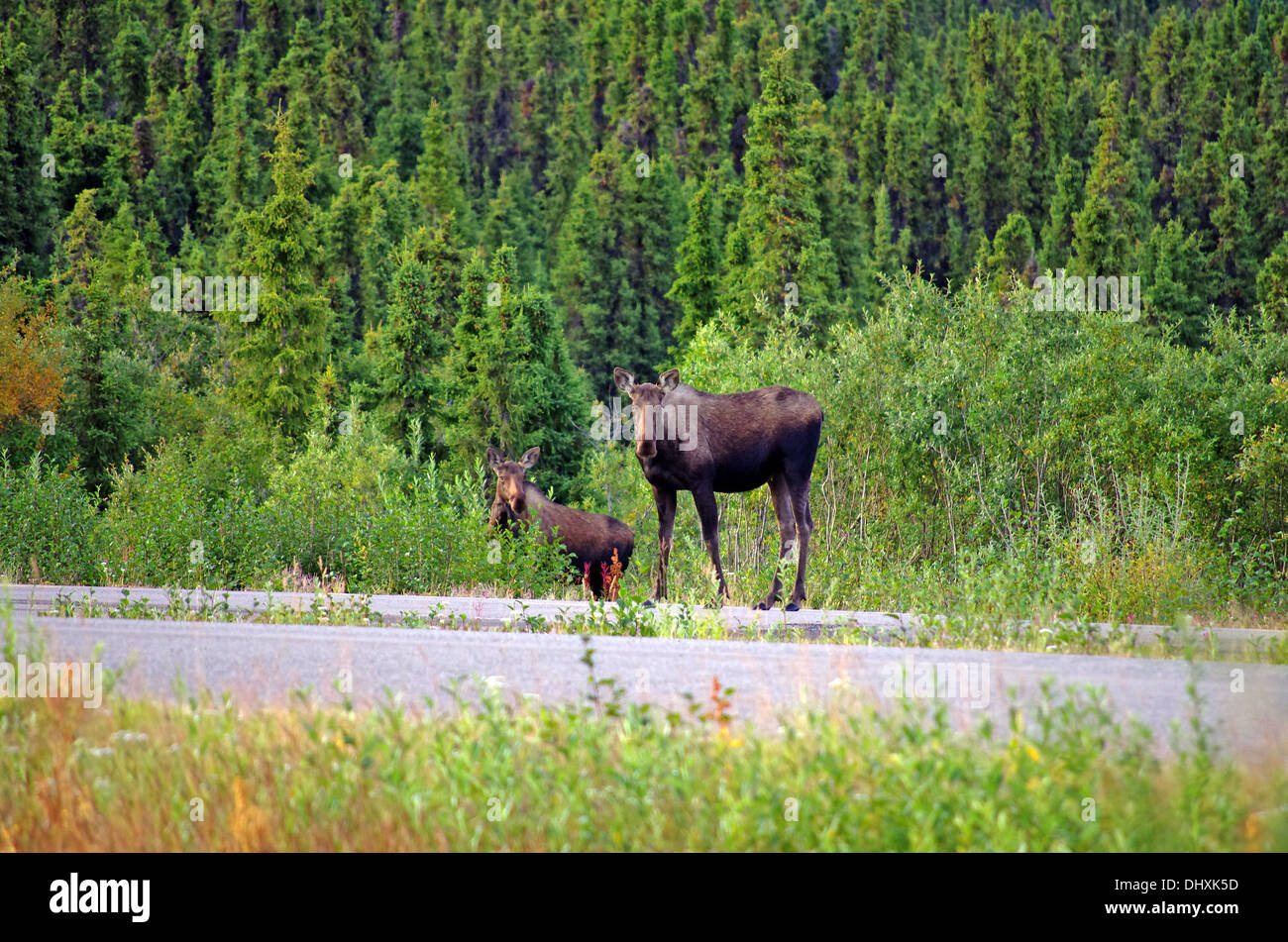 Two moose hi-res stock photography and images - Alamy