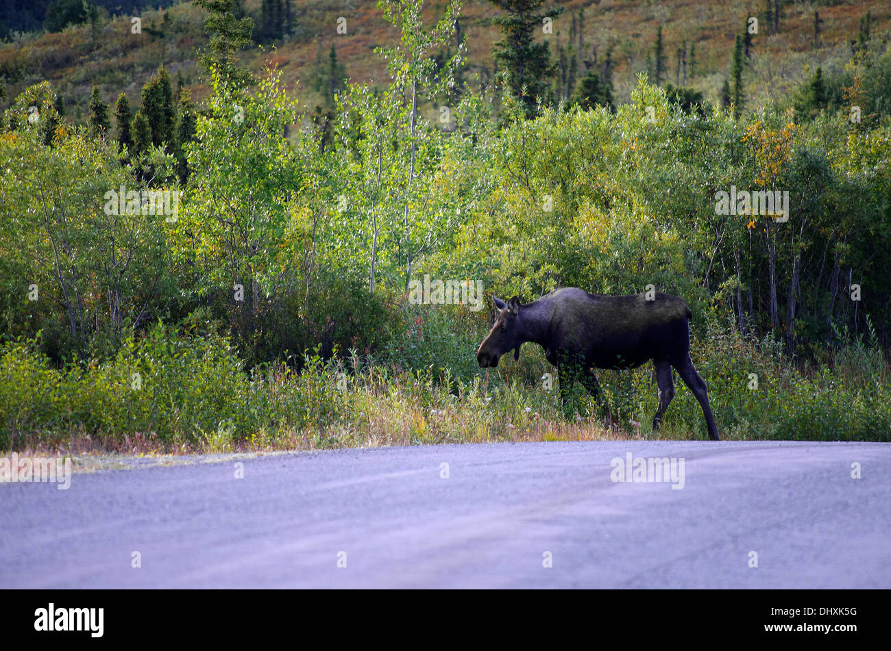 Moose crossing hi-res stock photography and images - Alamy