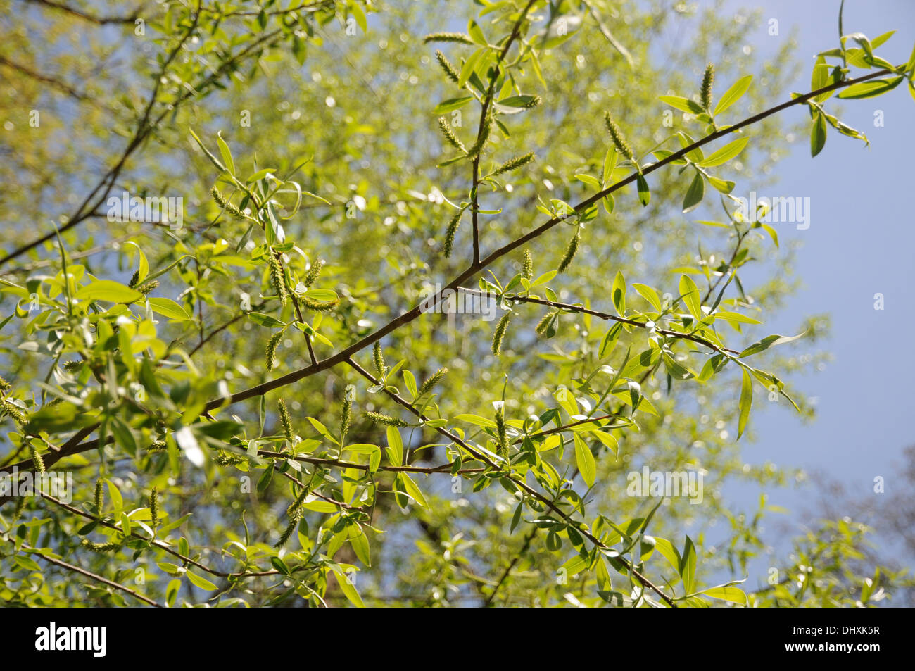 Silberweiden shrub hi-res stock photography and images - Alamy