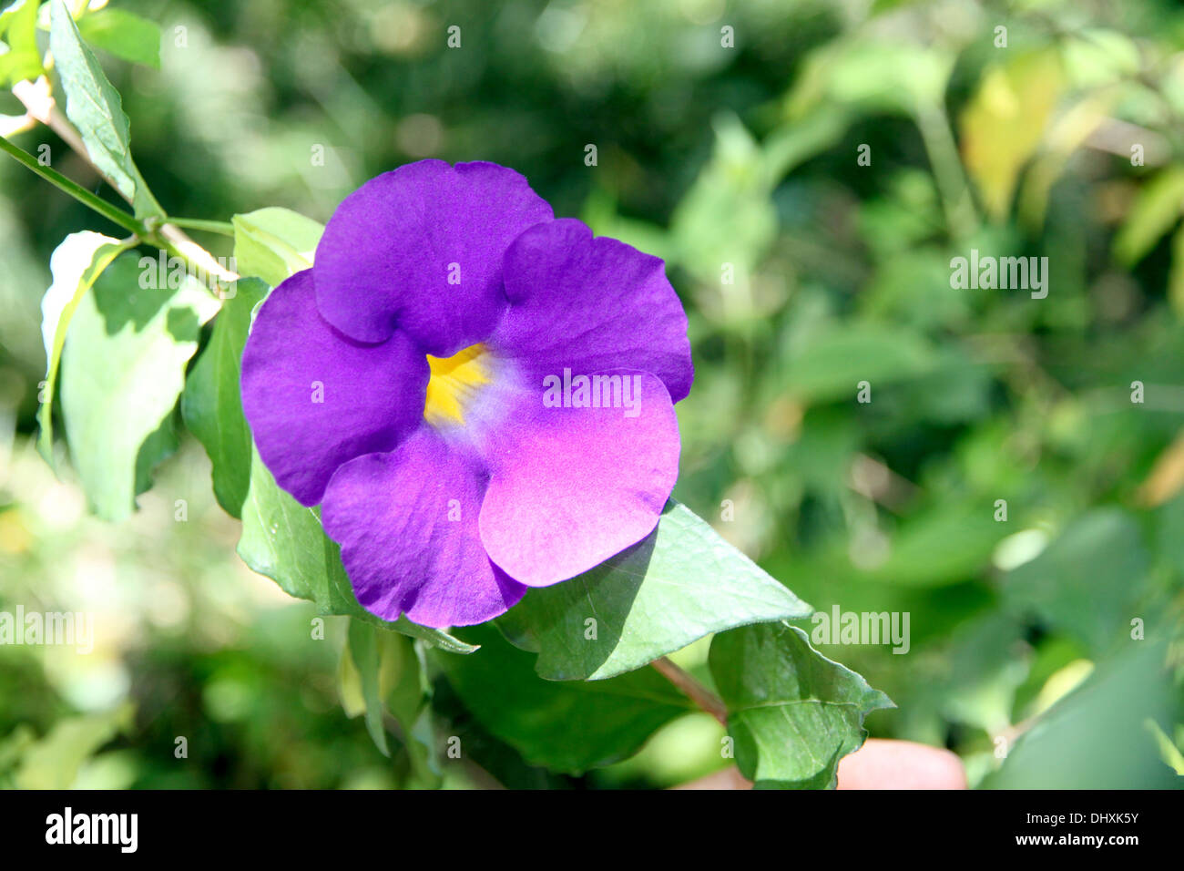 Ecological focus hi-res stock photography and images - Alamy