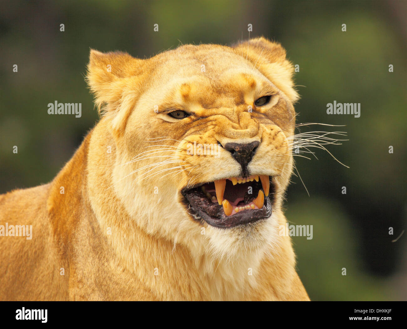 Lion fight hi-res stock photography and images - Alamy