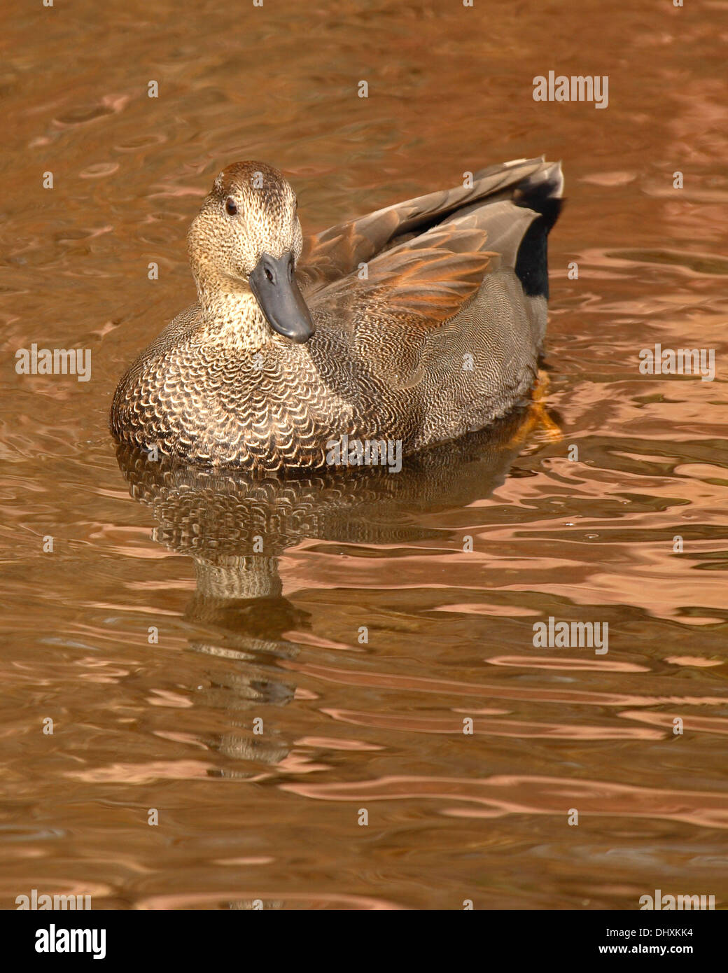 A Gadwall Drake swimming along a colorful river Stock Photo - Alamy
