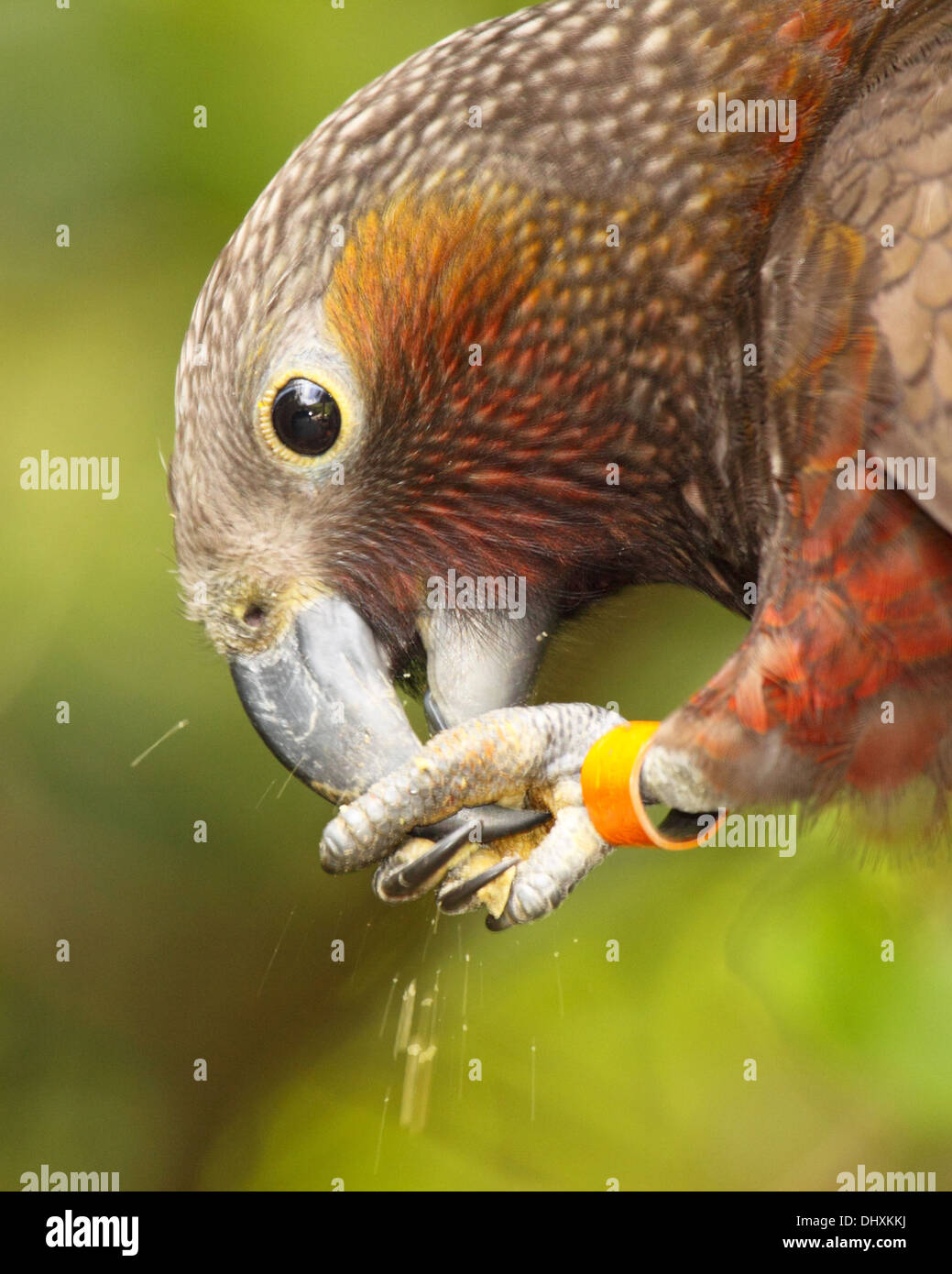 New zealand kaka hi-res stock photography and images - Alamy