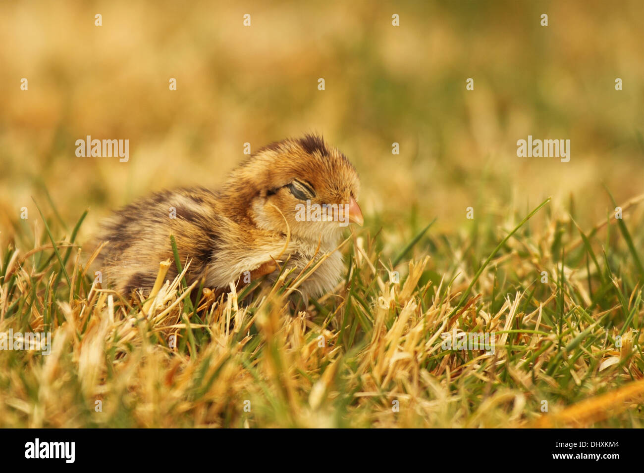 A baby California Quail sleeping in the grass Stock Photo - Alamy