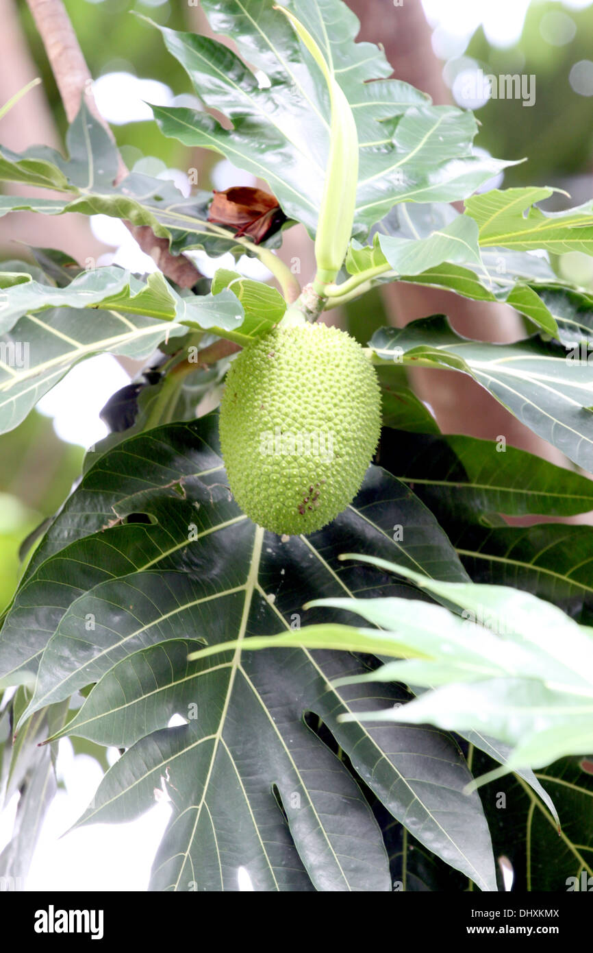 Breadfruit hi-res stock photography and images - Alamy