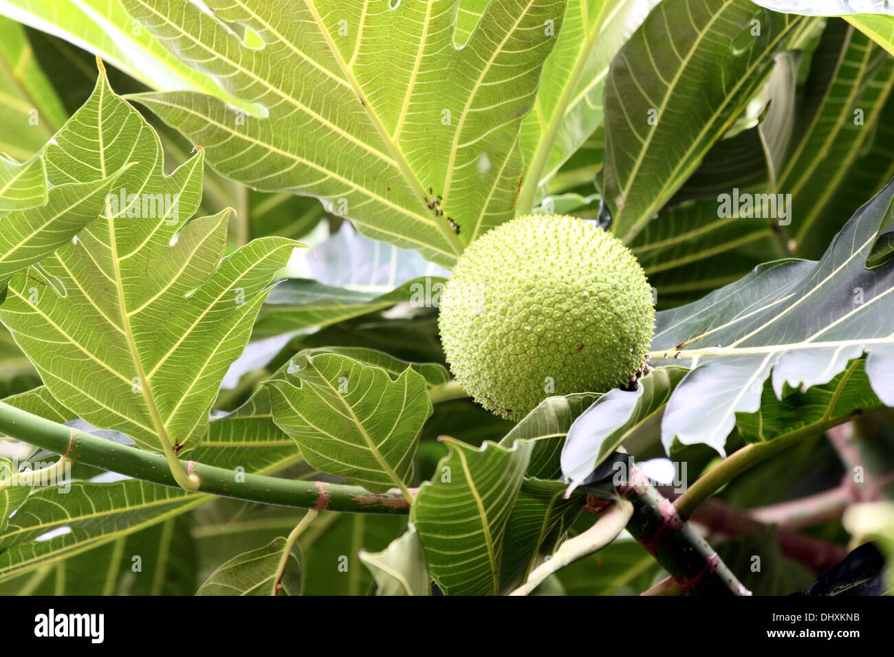 Zoom a breadfruit on tree in the Orchard Stock Photo - Alamy