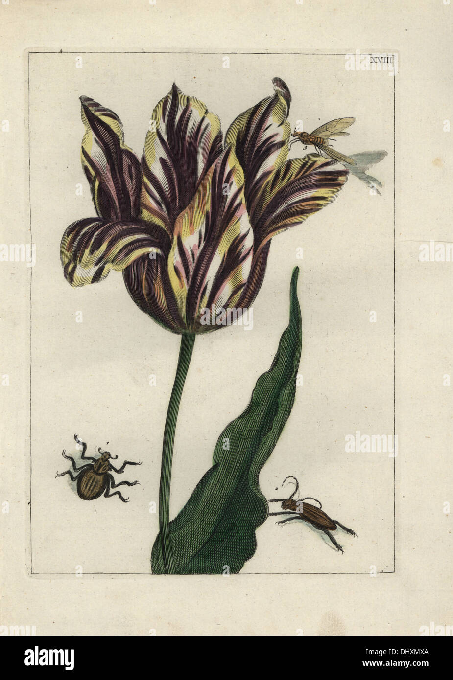 Tulip variety, with various insects and beetles Stock Photo - Alamy