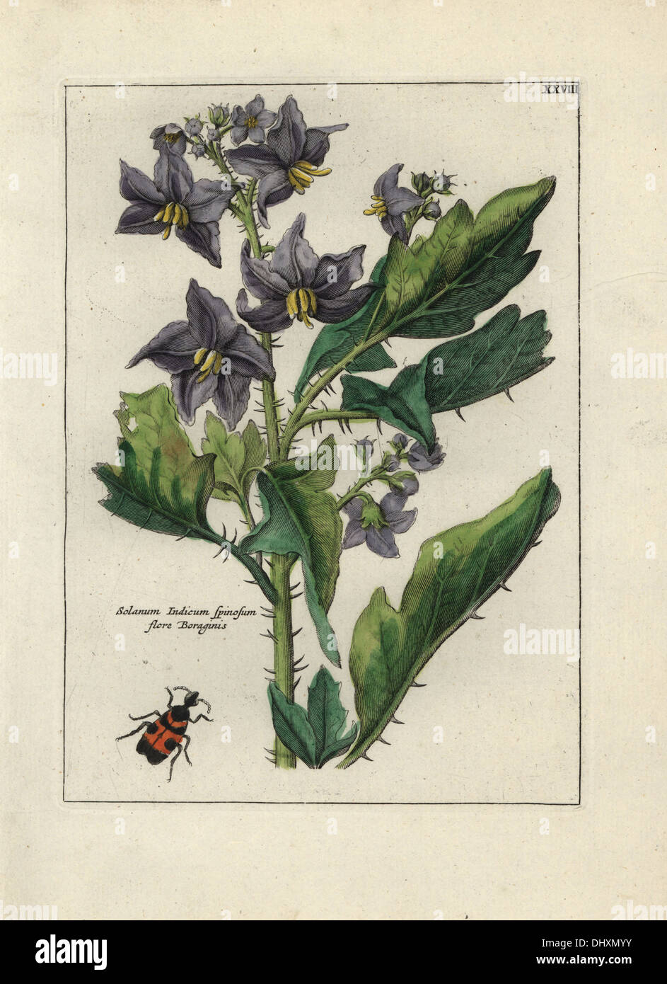 Indian beetle hi-res stock photography and images - Alamy