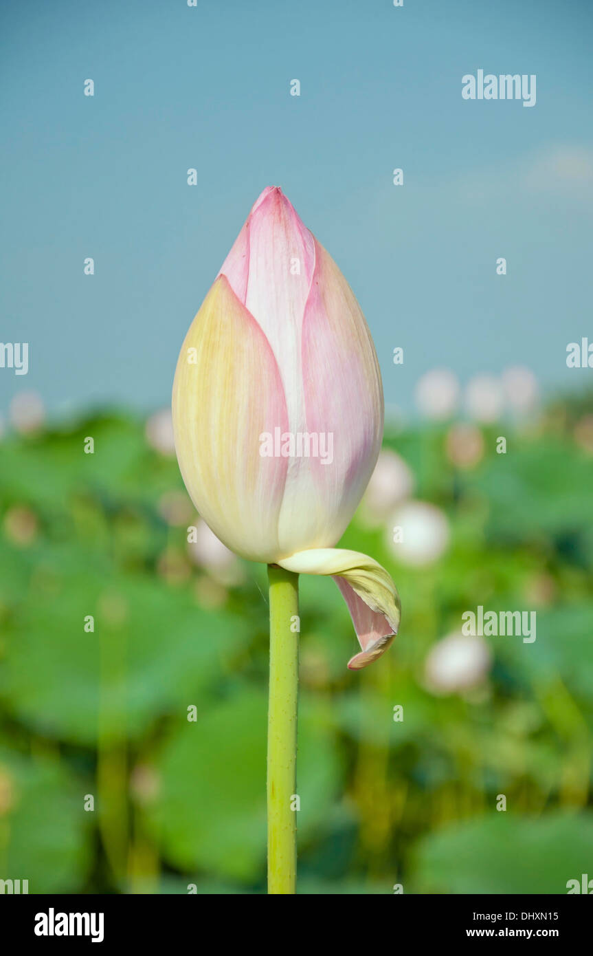 Lotus flower bud and seed pod hi-res stock photography and images - Alamy