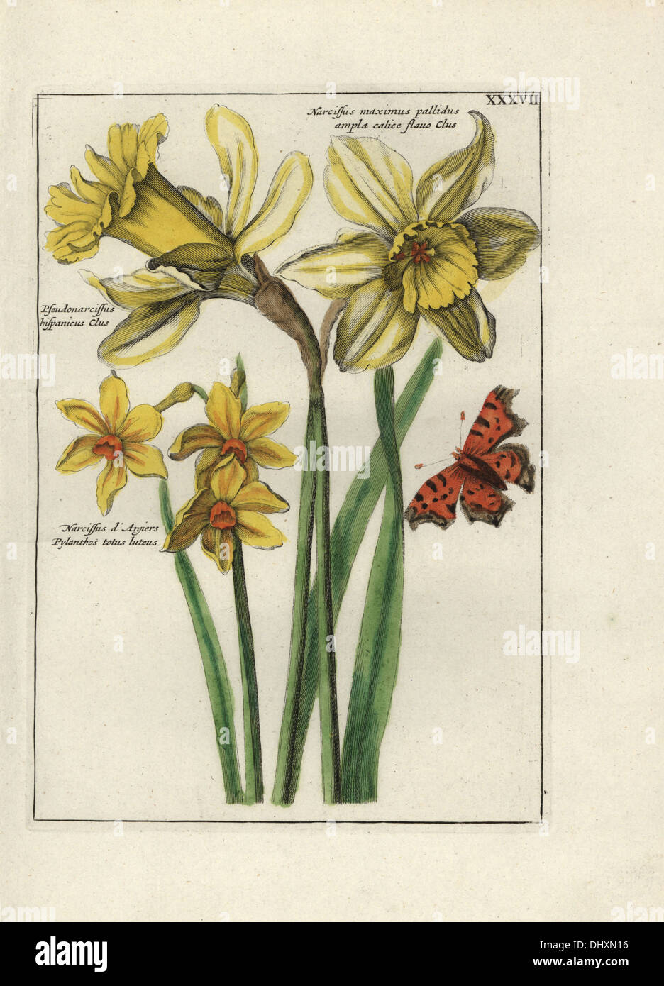 Daffodil varieties of the wild Spanish bastard daffodil ...