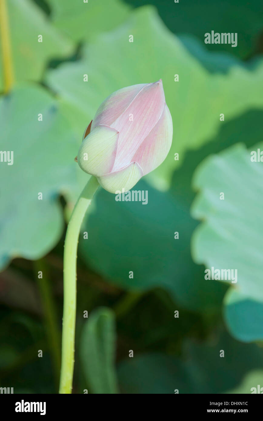 Lotus flower bud and seed pod hi-res stock photography and images - Alamy