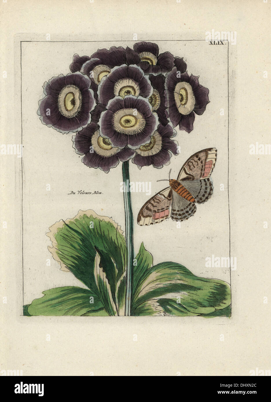 Du Velours Bleu (Blue velvet) auricula, Primula auricula, with moth ...