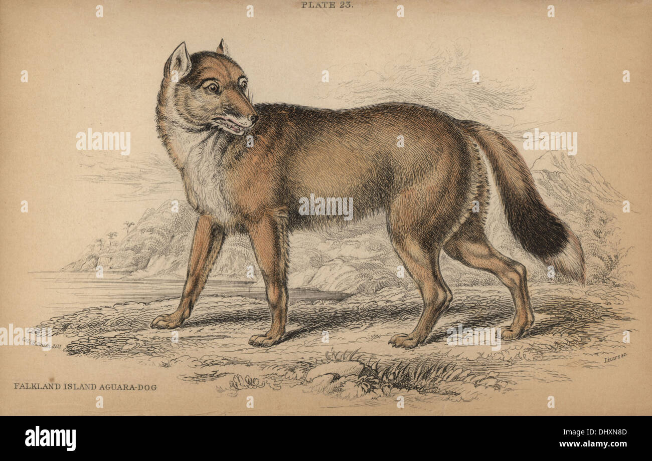 Falkland Island Aguara-dog, Dusicyon australis. Extinct Stock Photo - Alamy