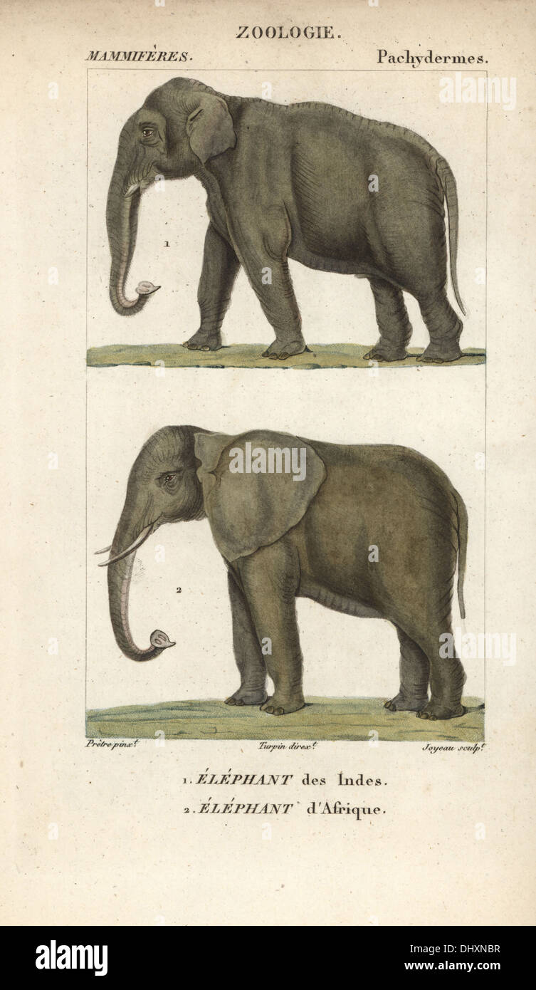 Indian elephant, Elephas maximus indicus (endangered), and African bush ...