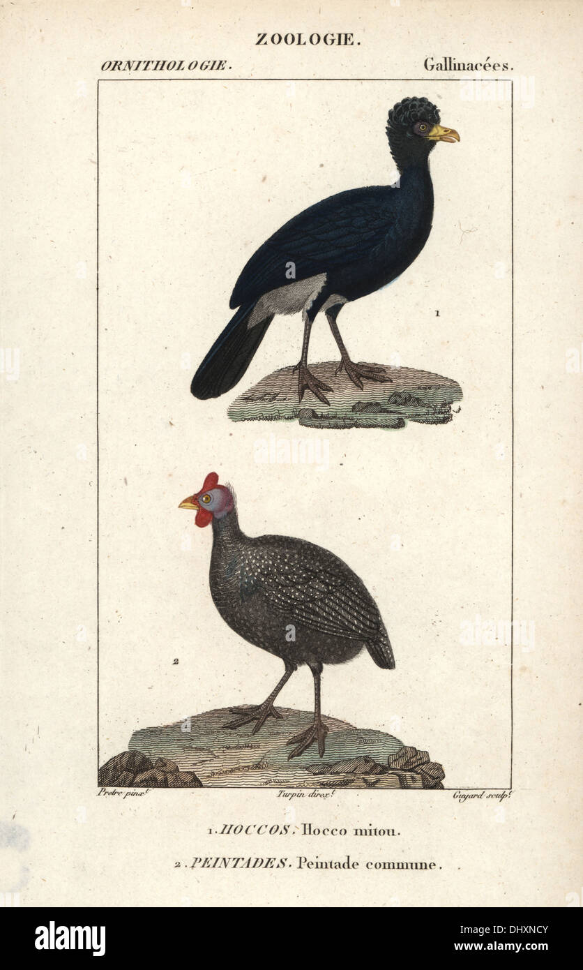 Alagoas curassow, Mitu mitu (extinct in the wild), and helmeted ...