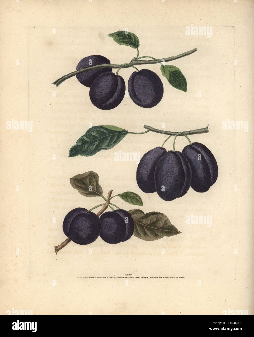 Plum varieties, Prunus domestica: Wine Sour Plum, Prune Plum, and ...