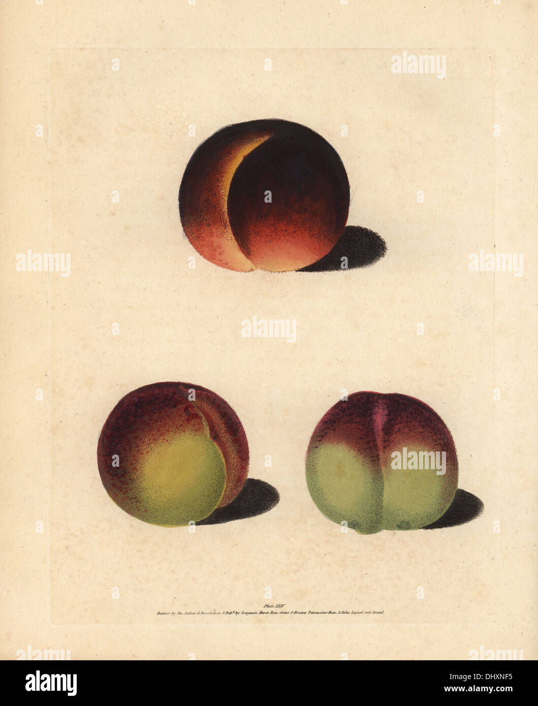 Peach varieties, Prunus persica: Johnson's Late Purple Peach, Mr ...