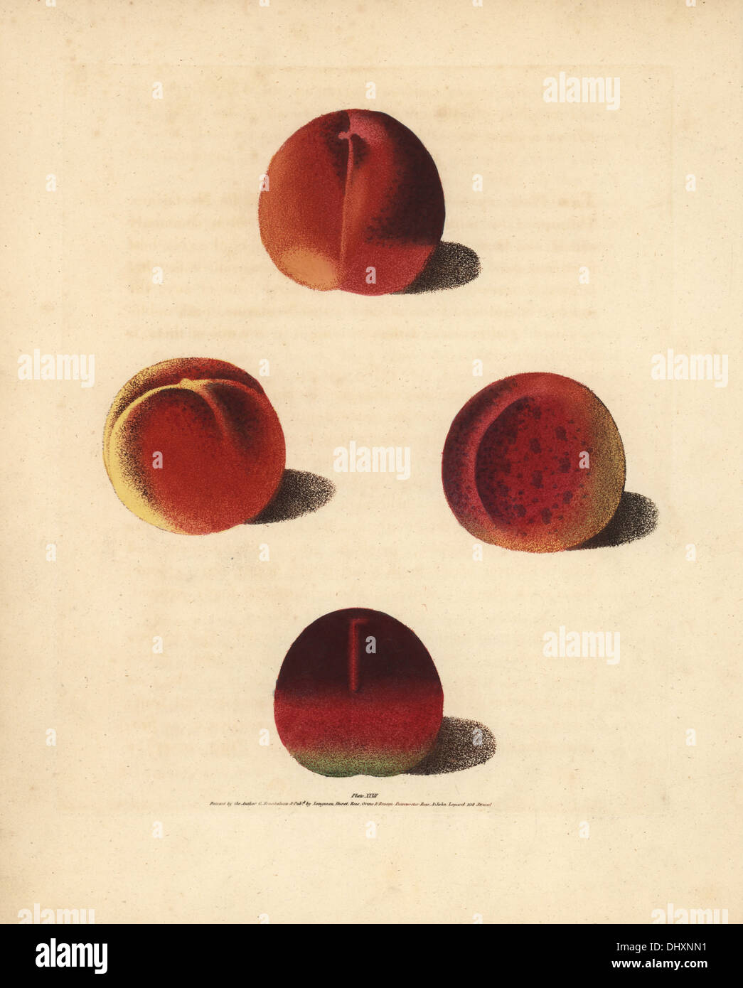 Prunus persica de rouge hi-res stock photography and images - Alamy