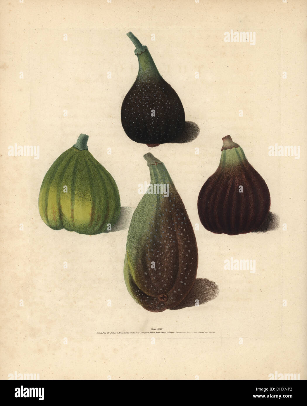 Fig varieties, Ficus carica: Brown Malta, White Marseilles, Purple Fig ...
