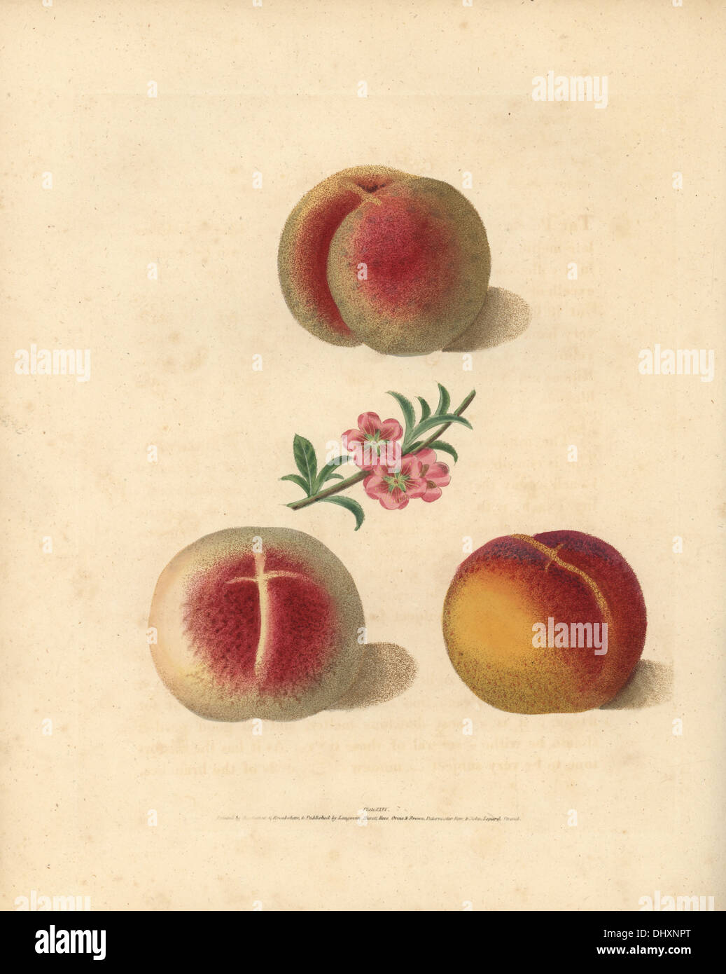 Peach varieties, Prunus persica: Late Admirable, blossom, Double ...