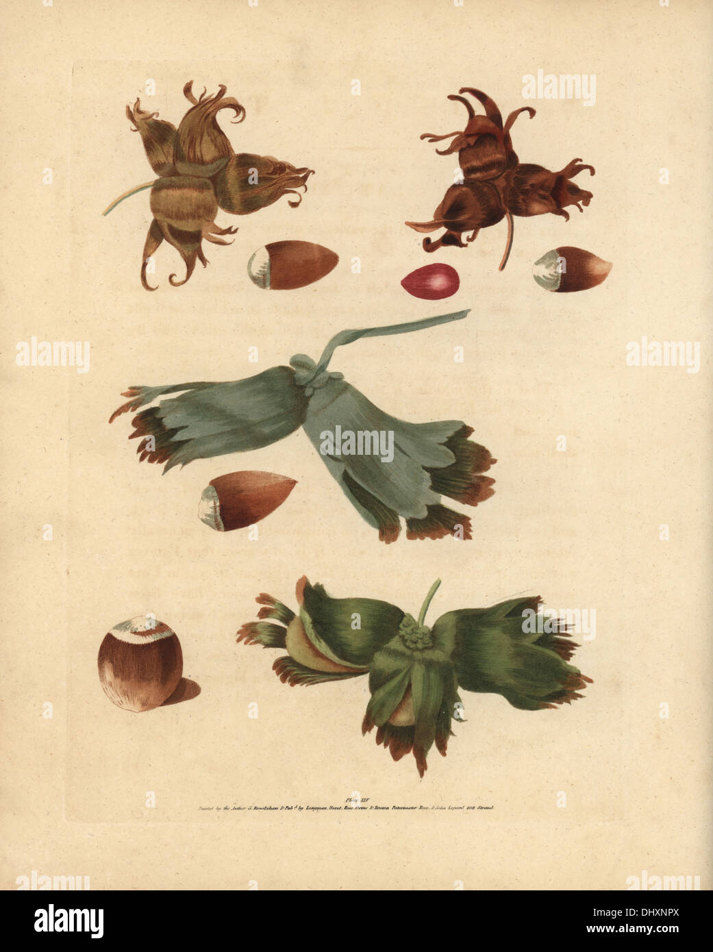 English flower varieties hi-res stock photography and images - Alamy