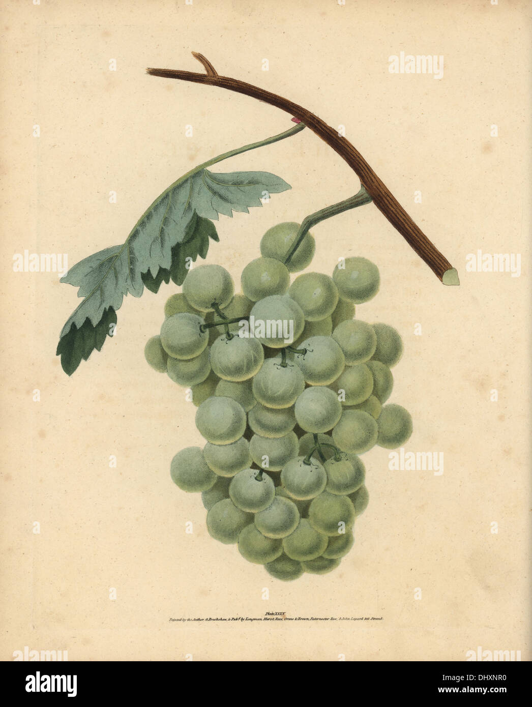 Engraving of vitis vinifera hi-res stock photography and images - Alamy