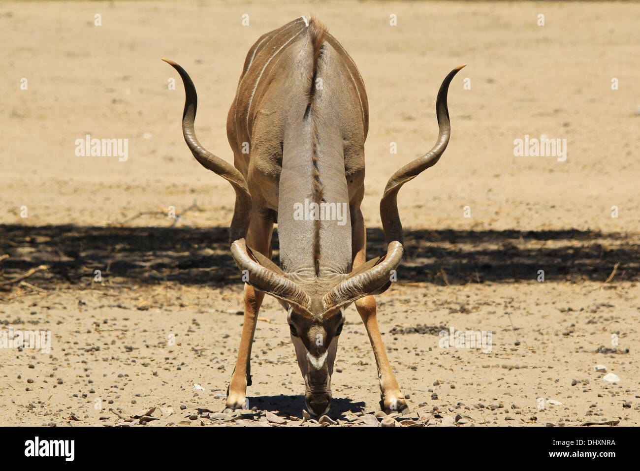 Kudu Bull - Wildlife Background from Africa - Spiral Horns of Pride and ...
