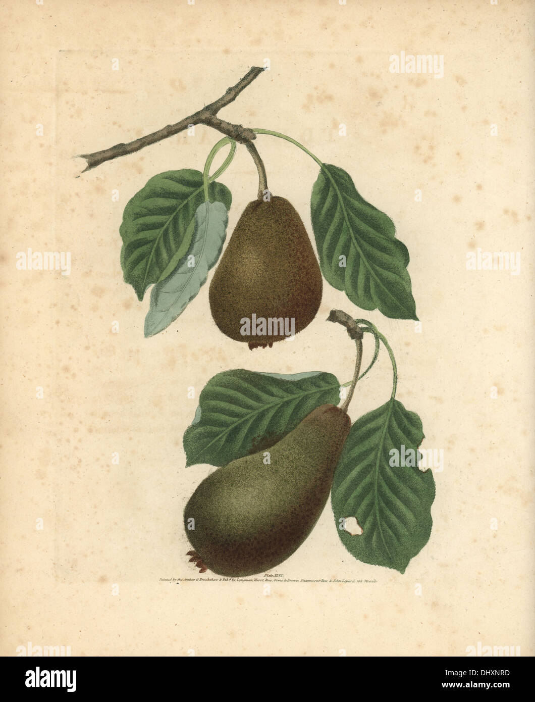 Pear varieties, Pyrus communis: Citron de Calmes and Jargonelle Stock ...