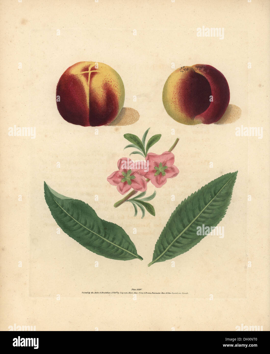 Nectarine varieties, Prunus persica: Murry Nectarine, Newington ...