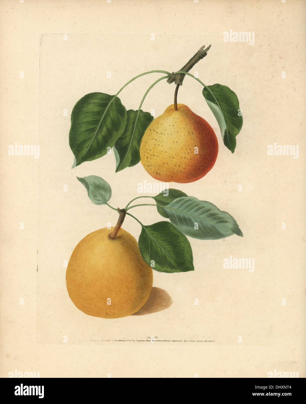 Pear varieties, Pyrus communis: Orange Bergamot and Bergamot de ...