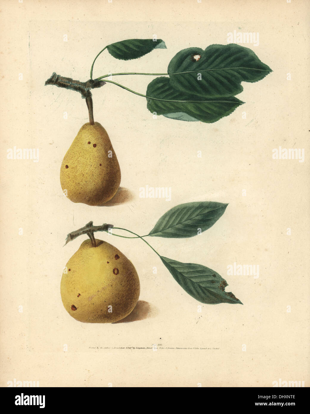 Pear varieties, Pyrus communis: Virgoulee and Doyenne or Saint Michael ...