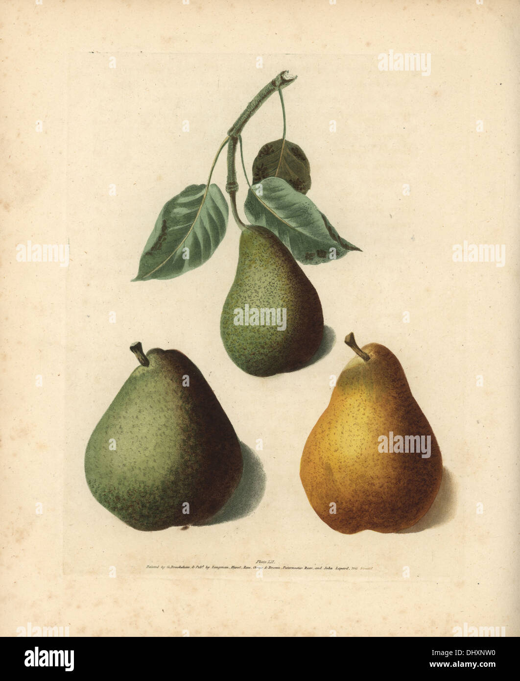 Pear varieties, Pyrus communis: Bishop's Thumb, and two types of ...