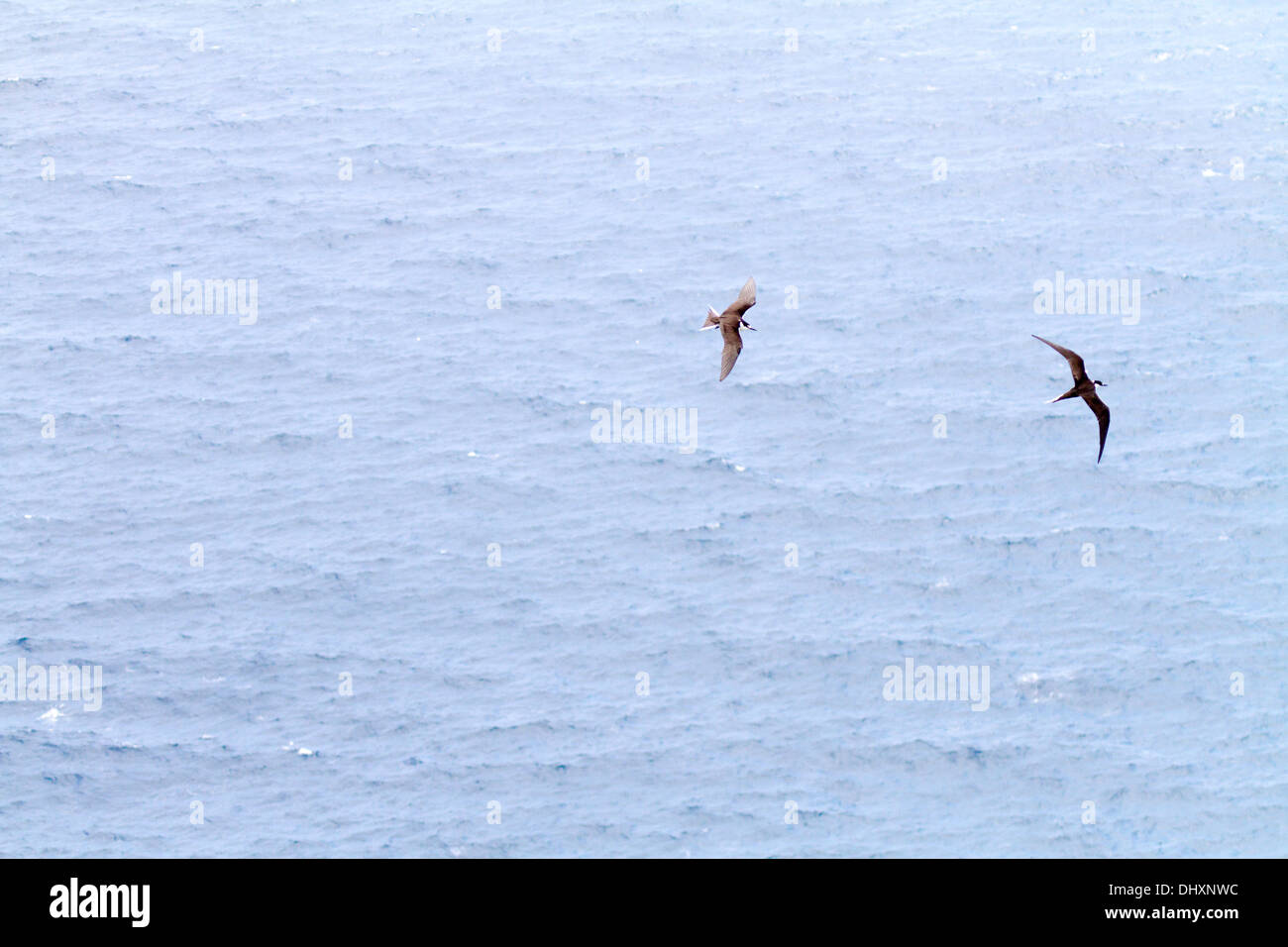 Island sooty terns hi-res stock photography and images - Alamy