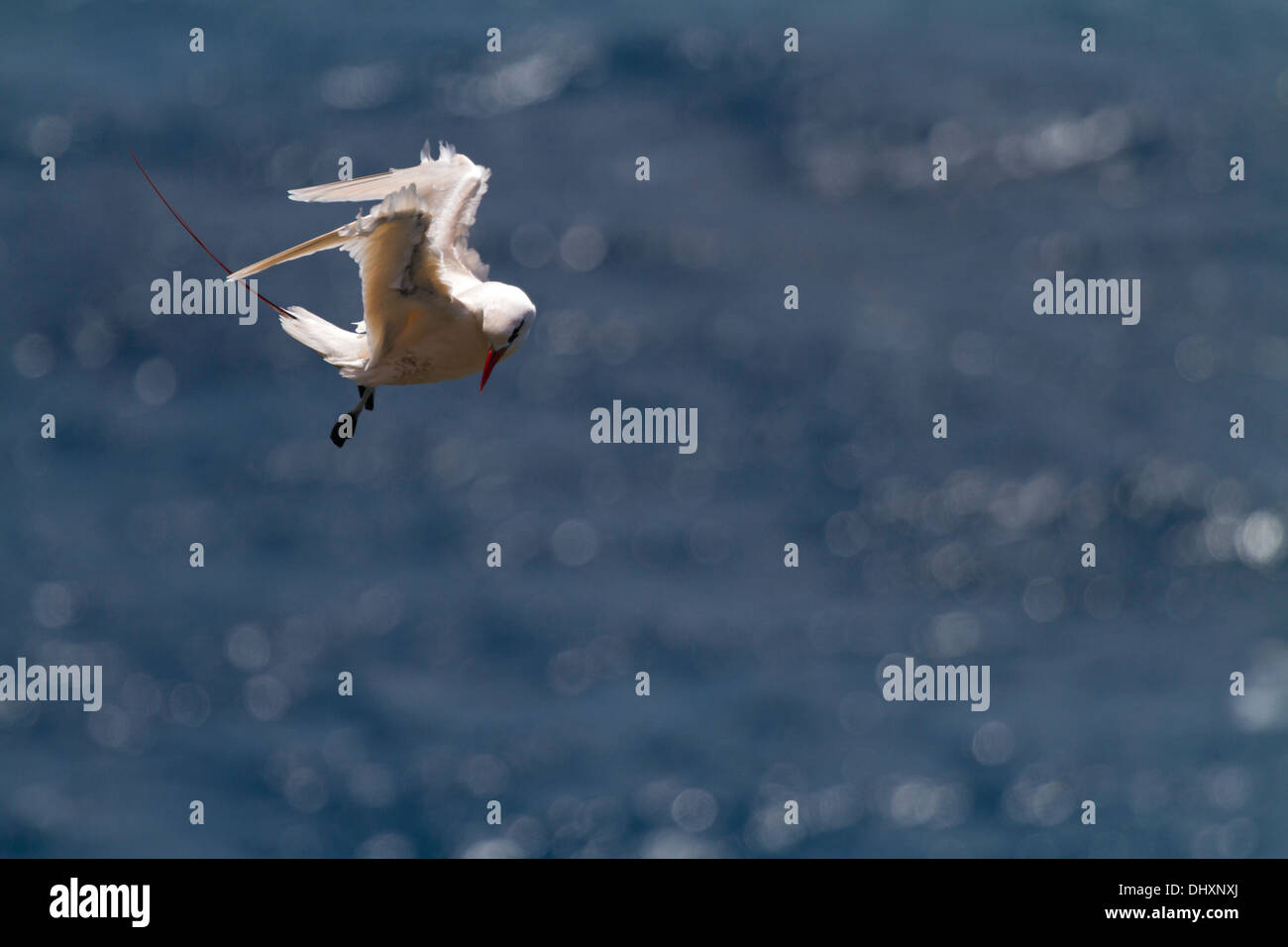 Red tailed tropic bird in flight, Lord Howe Island, Australia Stock ...