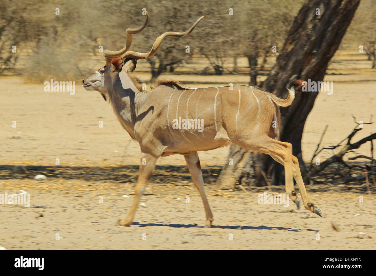 Kudu Bull - Wildlife Background from Africa - Spiral Horns of Pride and ...
