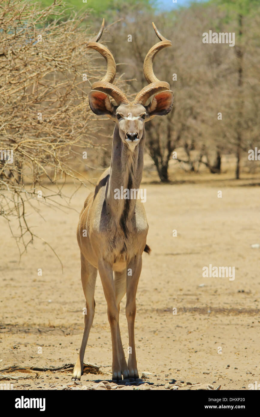 Kudu Bull - Wildlife Background from Africa - Spiral Horns of Pride and ...