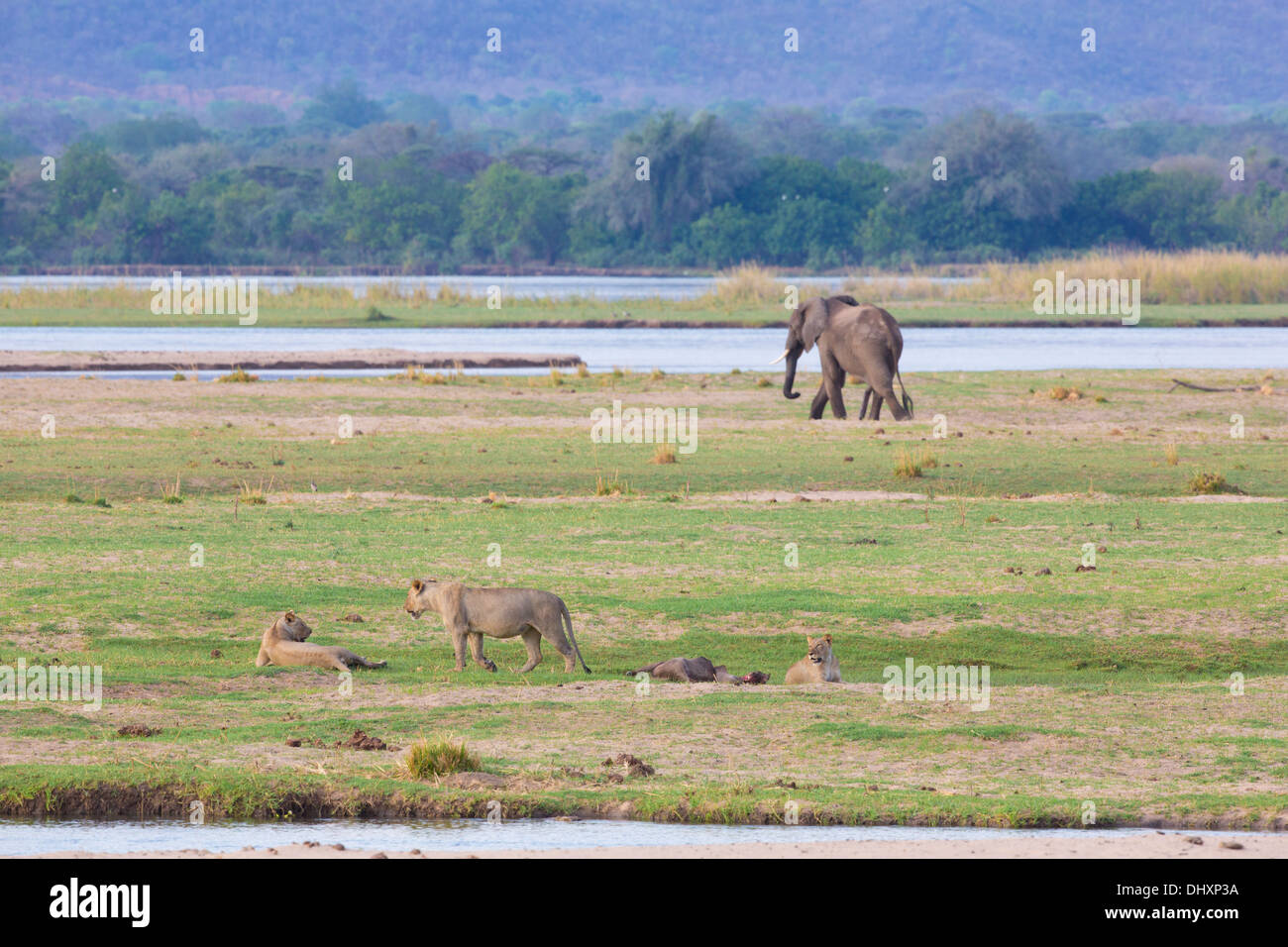 Lion (Panthera leo) and Elephant (Loxodonta africana) by the Zambezi ...