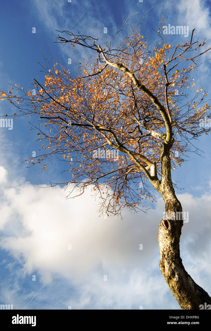 Ground point of view hi-res stock photography and images - Alamy