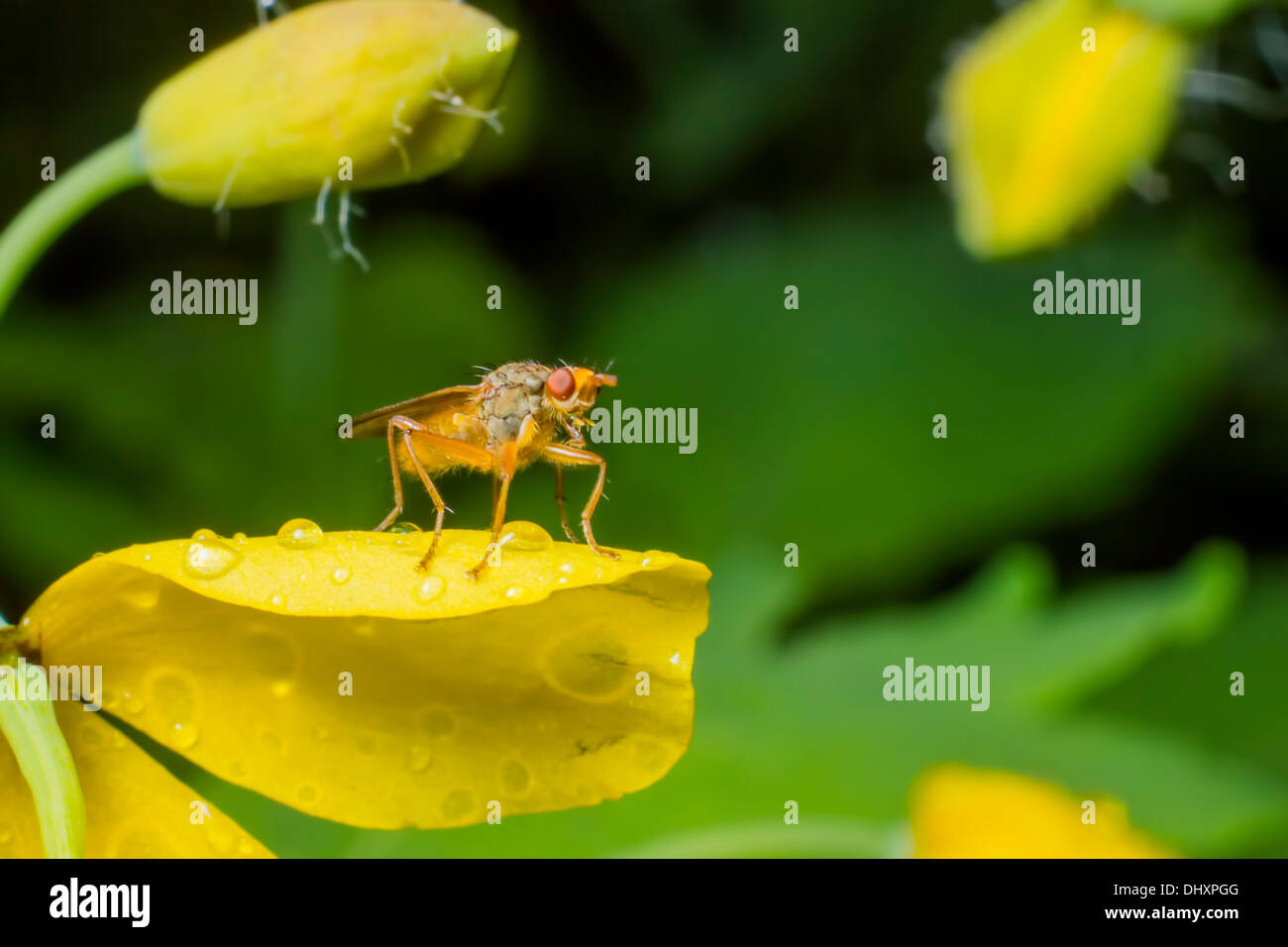 The Orange Muscid Fly. Phaonia pallida Stock Photo - Alamy