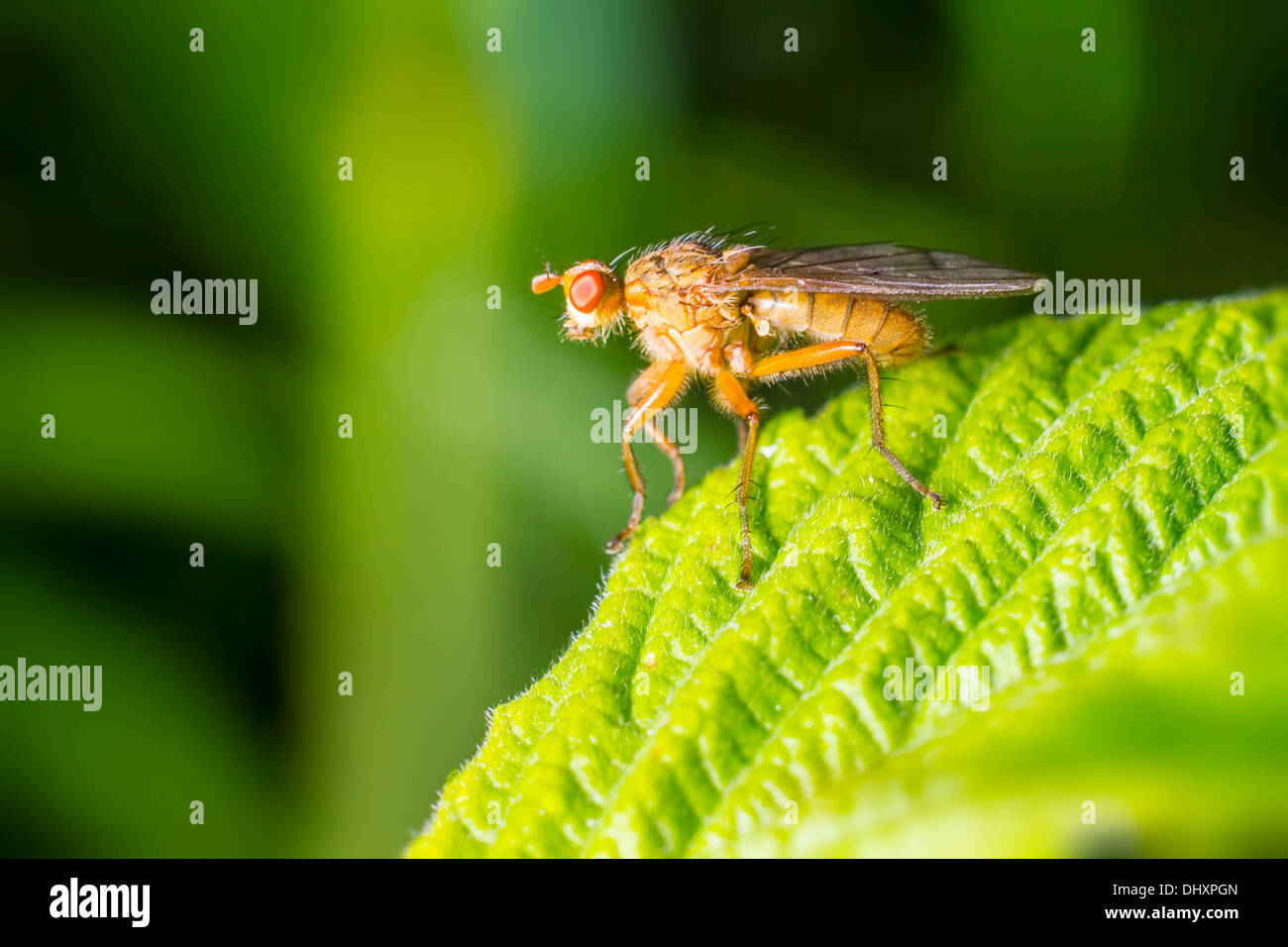 The Orange Muscid Fly. Phaonia pallida Stock Photo - Alamy