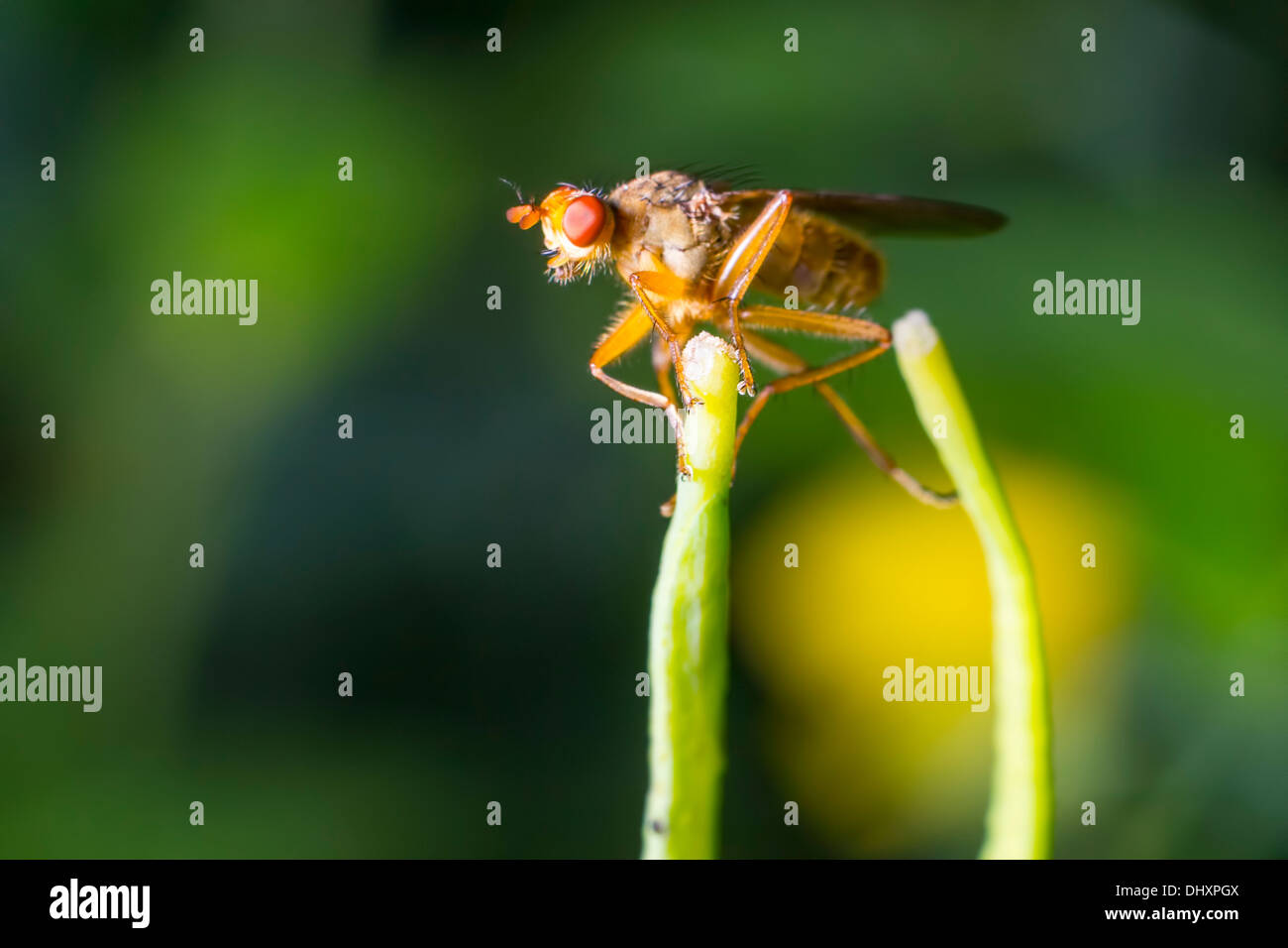 The Orange Muscid Fly. Phaonia pallida Stock Photo - Alamy