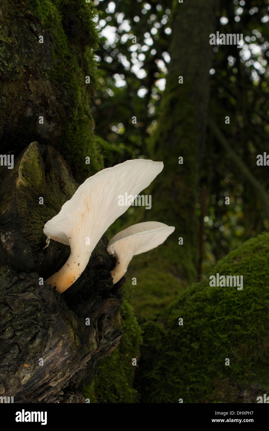 White fungi hi-res stock photography and images - Alamy