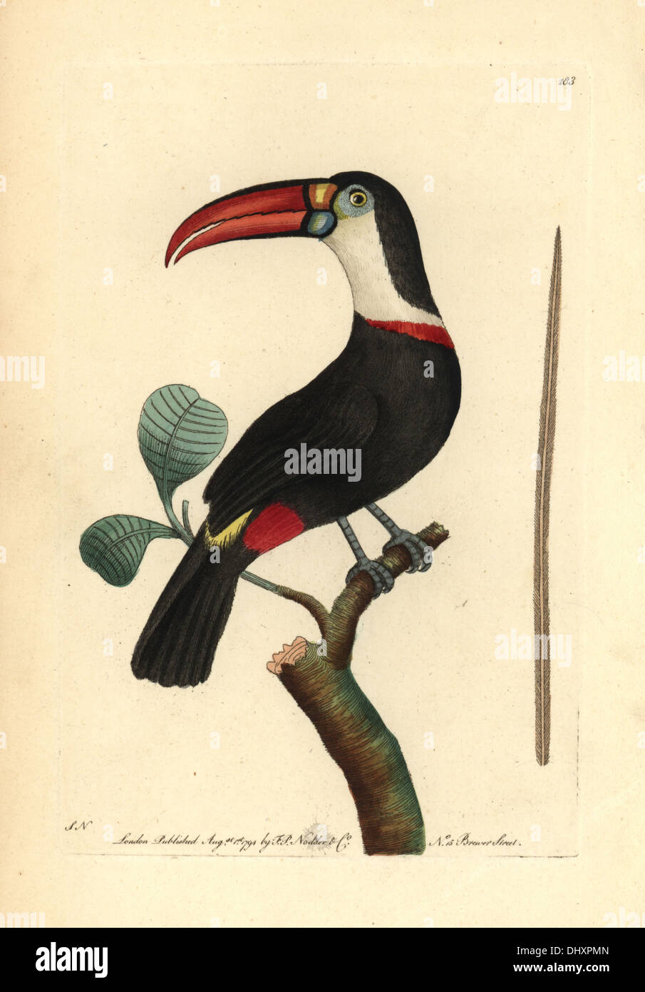 White-throated toucan, Ramphastos tucanos Stock Photo - Alamy