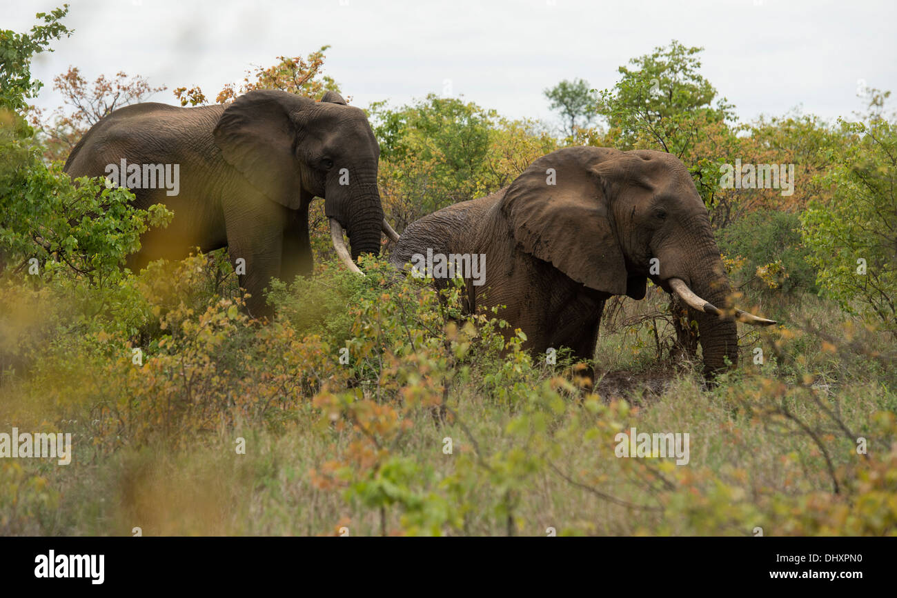 two elephant bulls digging in muddy water Stock Photo - Alamy