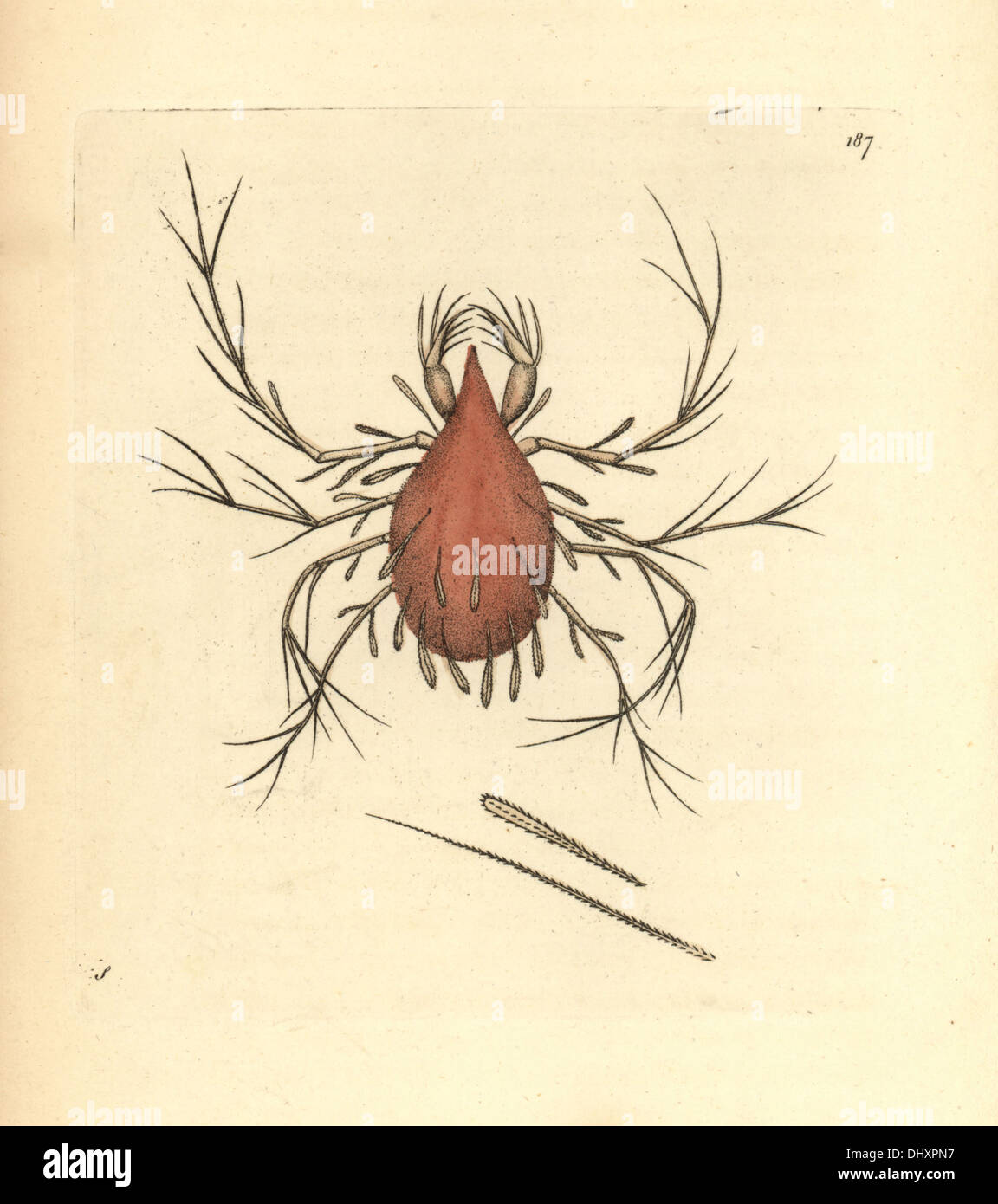 Cheletomorpha lepidopterorum hi-res stock photography and images - Alamy