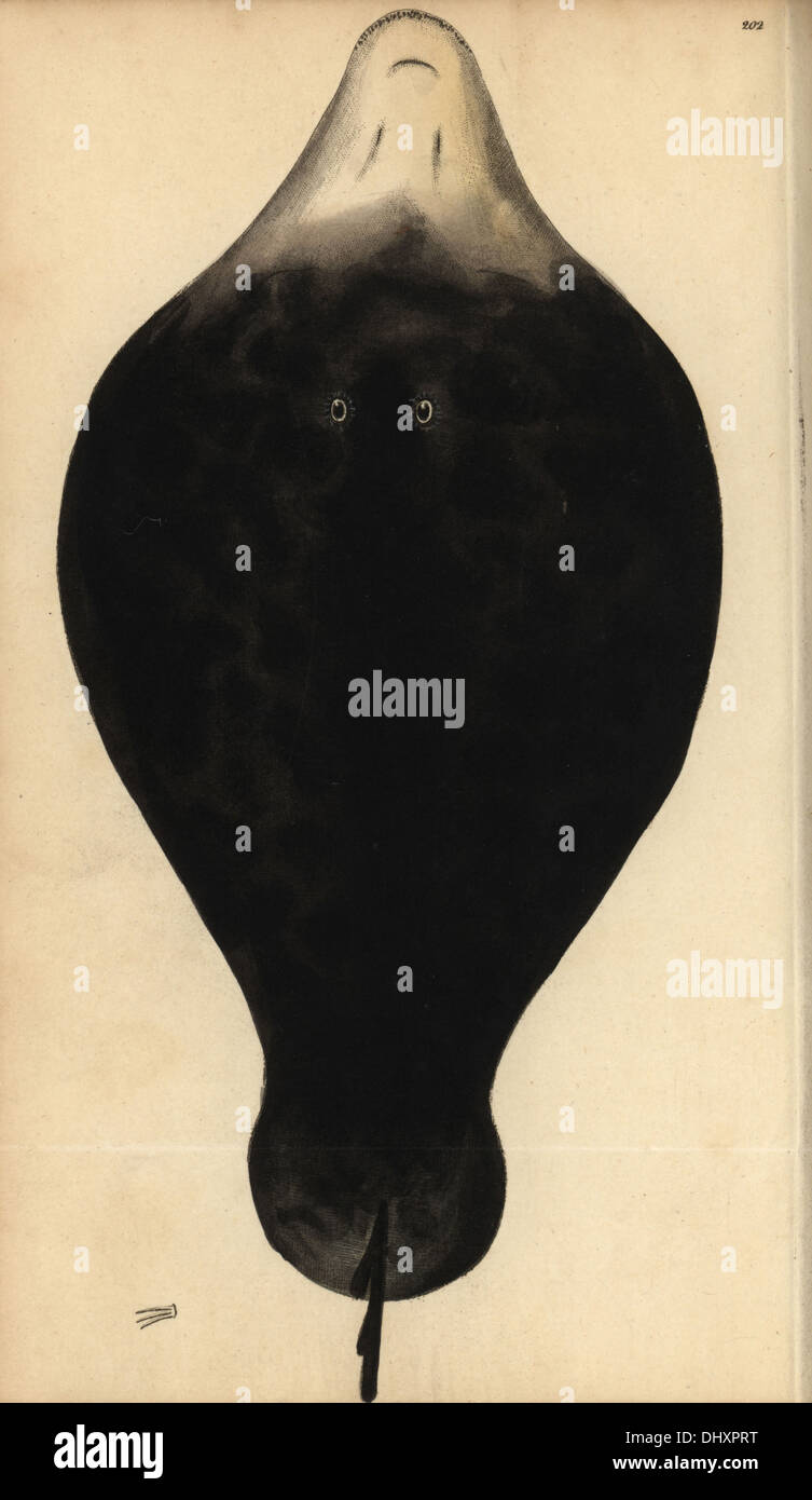 Coffin ray, Hypnos monopterygius Stock Photo - Alamy