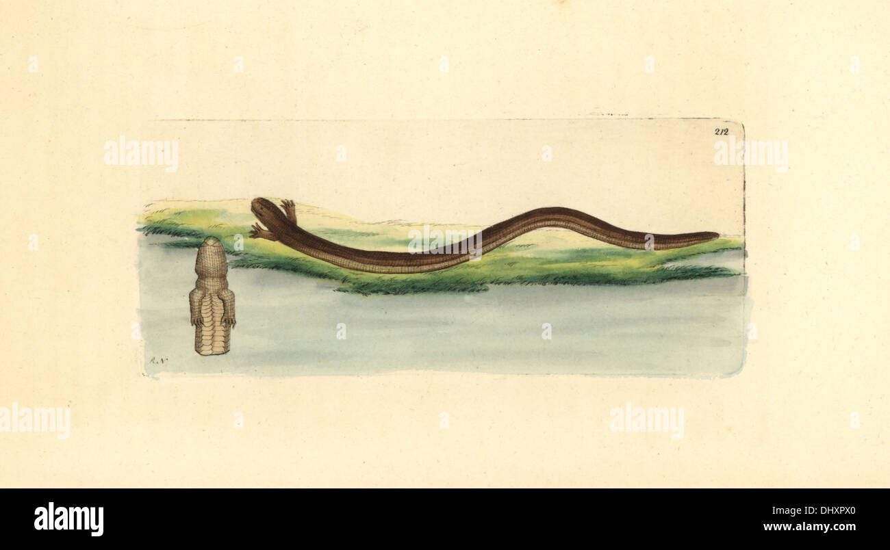 Mole lizard, Bipes canaliculatus Stock Photo - Alamy